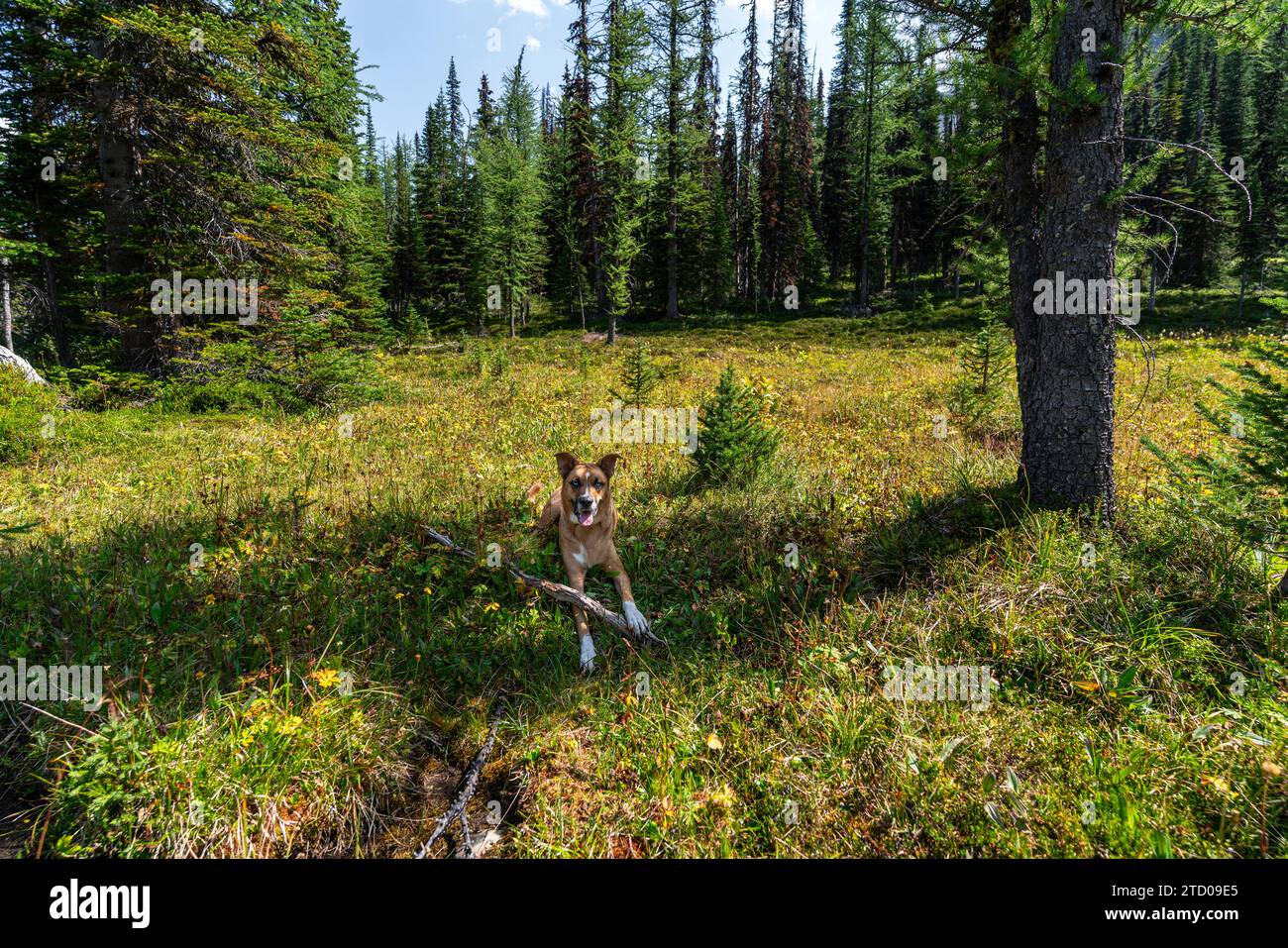 Hiking Pup Enjoying Stick In Wilderness Stock Photo - Alamy