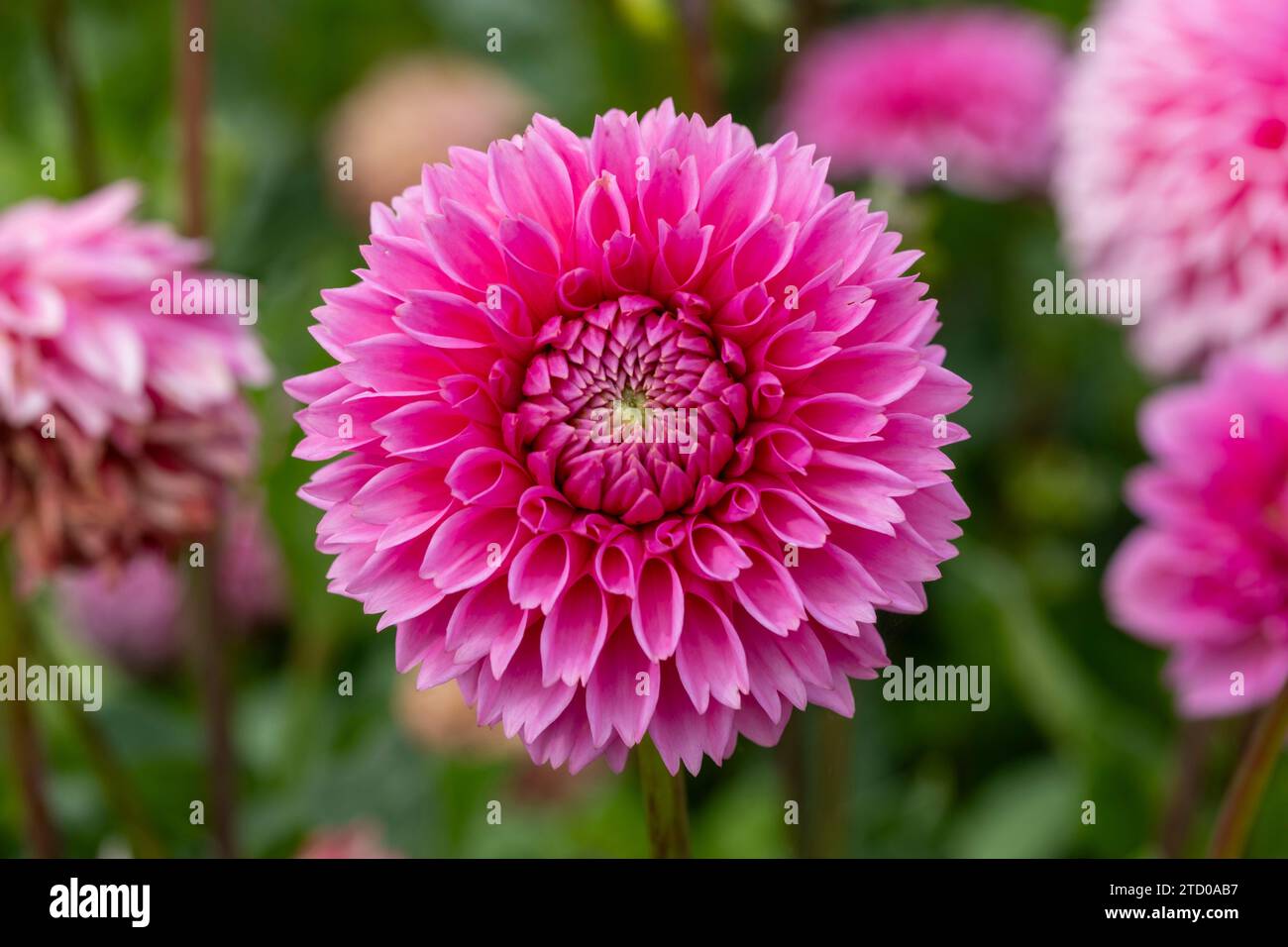 georgina (Dahlia 'Sandra', Dahlia Sandra), pink flower of Ball Dahlia ...