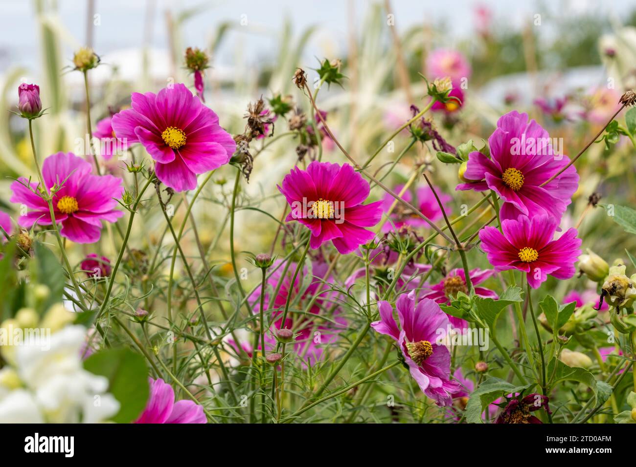 garden cosmos, Mexican aster (Cosmos bipinnatus), blooming Stock Photo ...