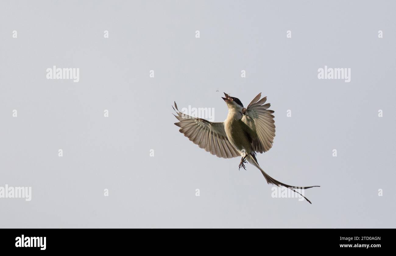 fork-tailed kingbird (Tyrannus savana), in flight and catching flies ...