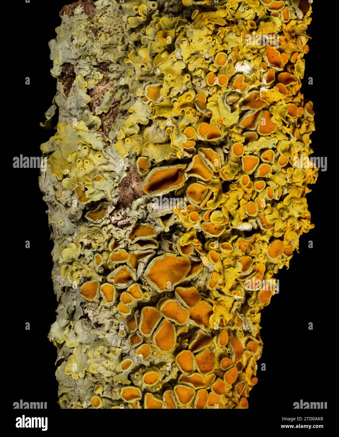 Common orange lichen, Yellow scale, Maritime sunburst lichen, Shore ...