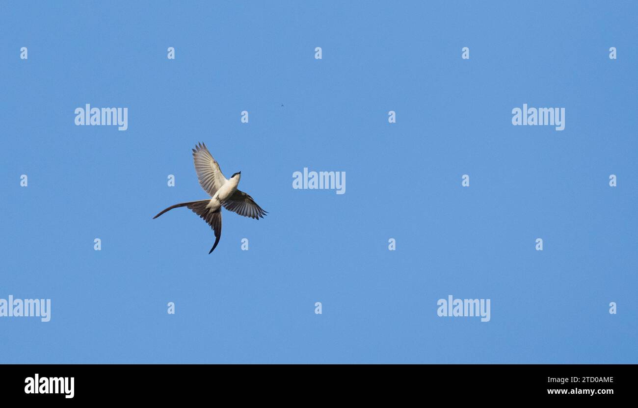 fork-tailed kingbird (Tyrannus savana), in flight and catching flies ...