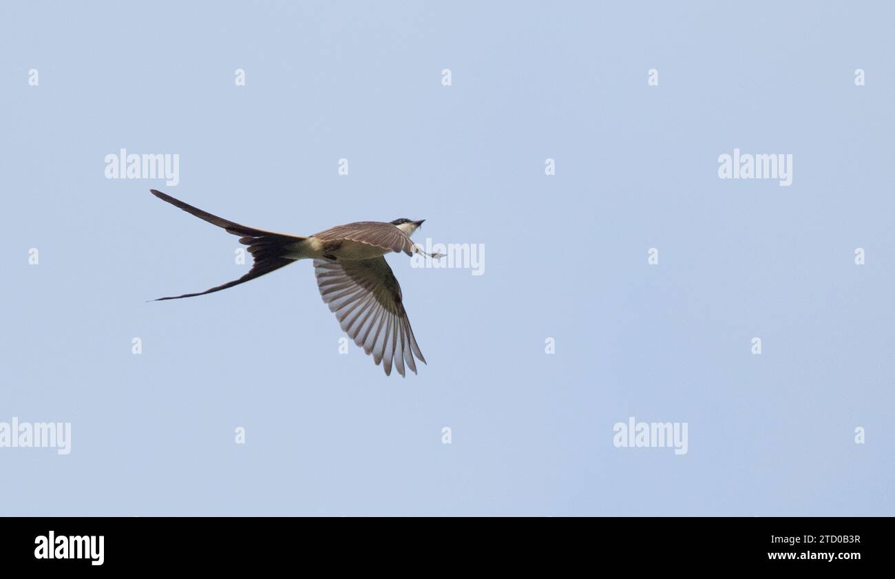 fork-tailed kingbird (Tyrannus savana), in flight and catching flies ...