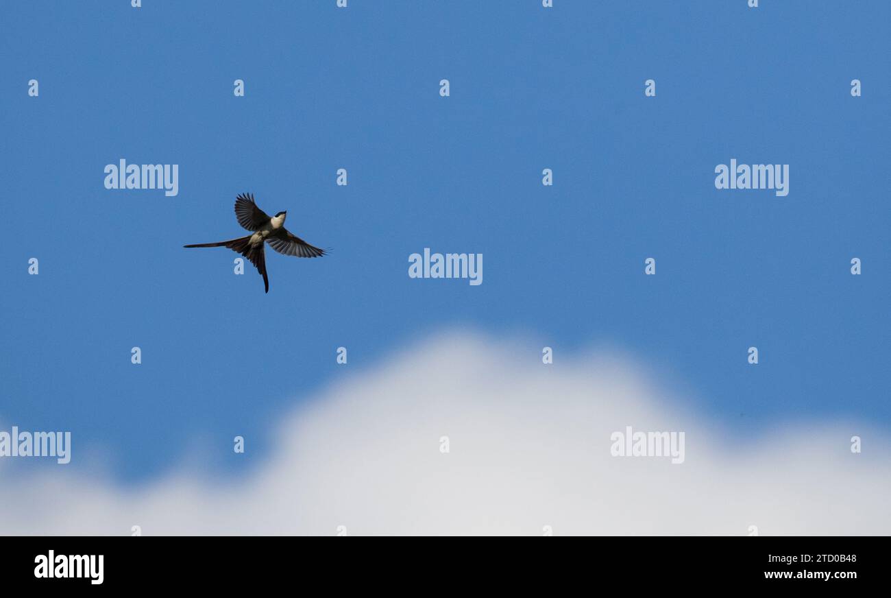 fork-tailed kingbird (Tyrannus savana), in flight and catching flies ...