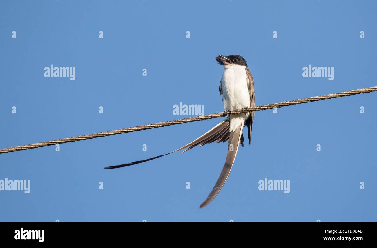 fork-tailed kingbird (Tyrannus savana), perched on a wire with an ...