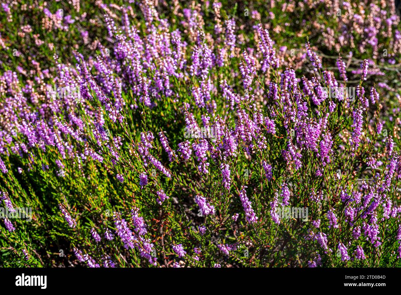 Hain naturschutzgebiet hi-res stock photography and images - Alamy