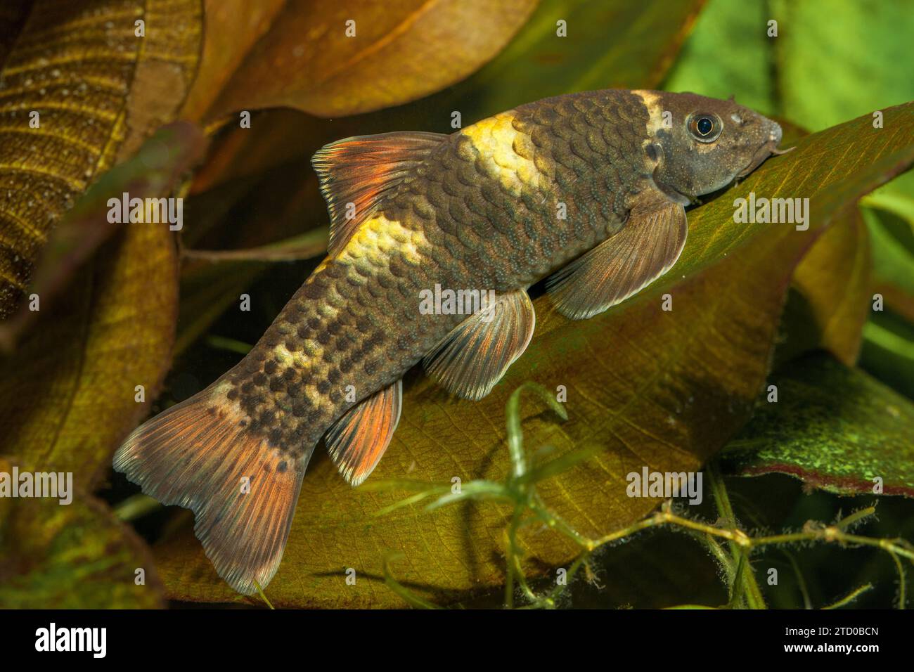 Panda garra (Garra flavatra), rasps algae growth from the leaf surface ...
