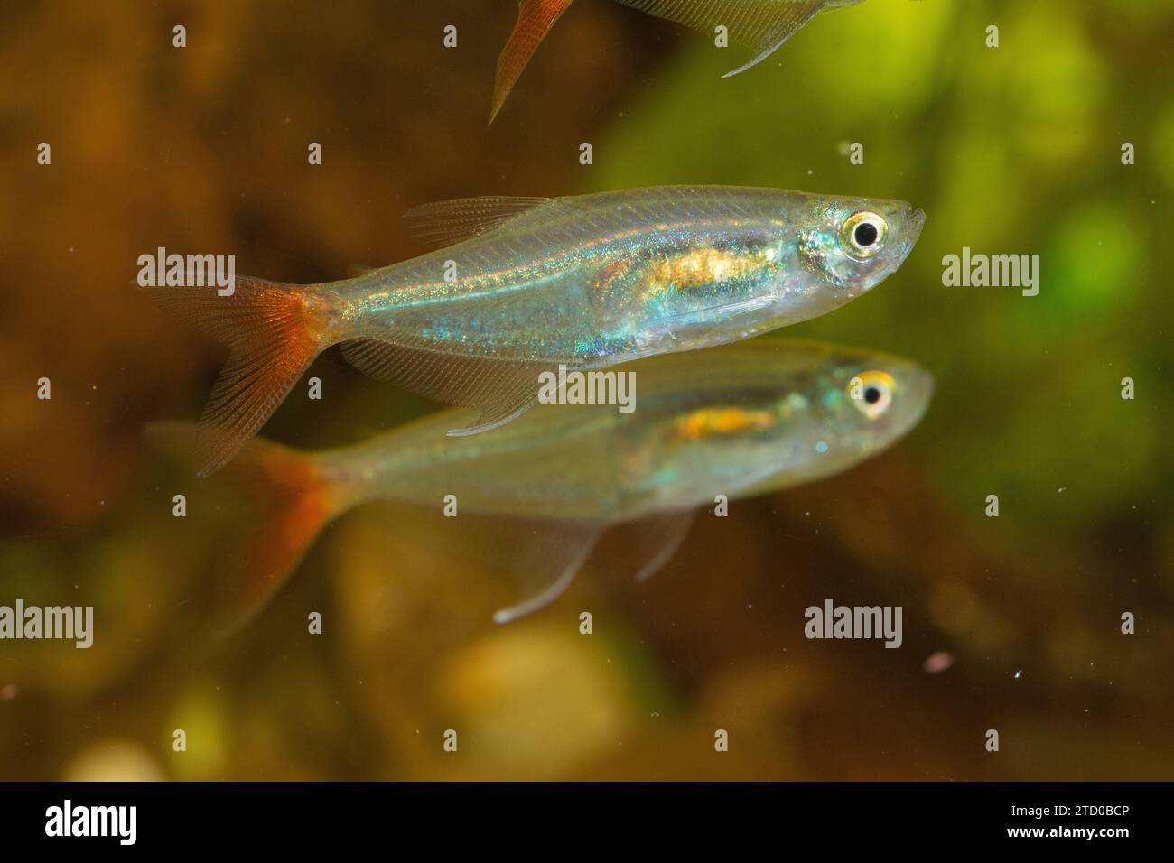 Glass bloodfin, Redfin glass-Tetra (Prionobrama filigera), two simming ...