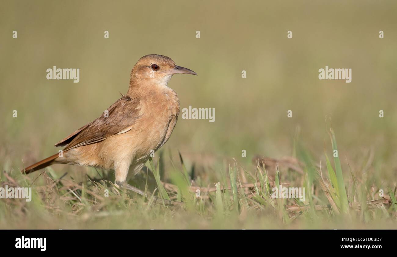 rufous hornero (Furnarius rufus), sitting in a meadow, Brazil Stock ...