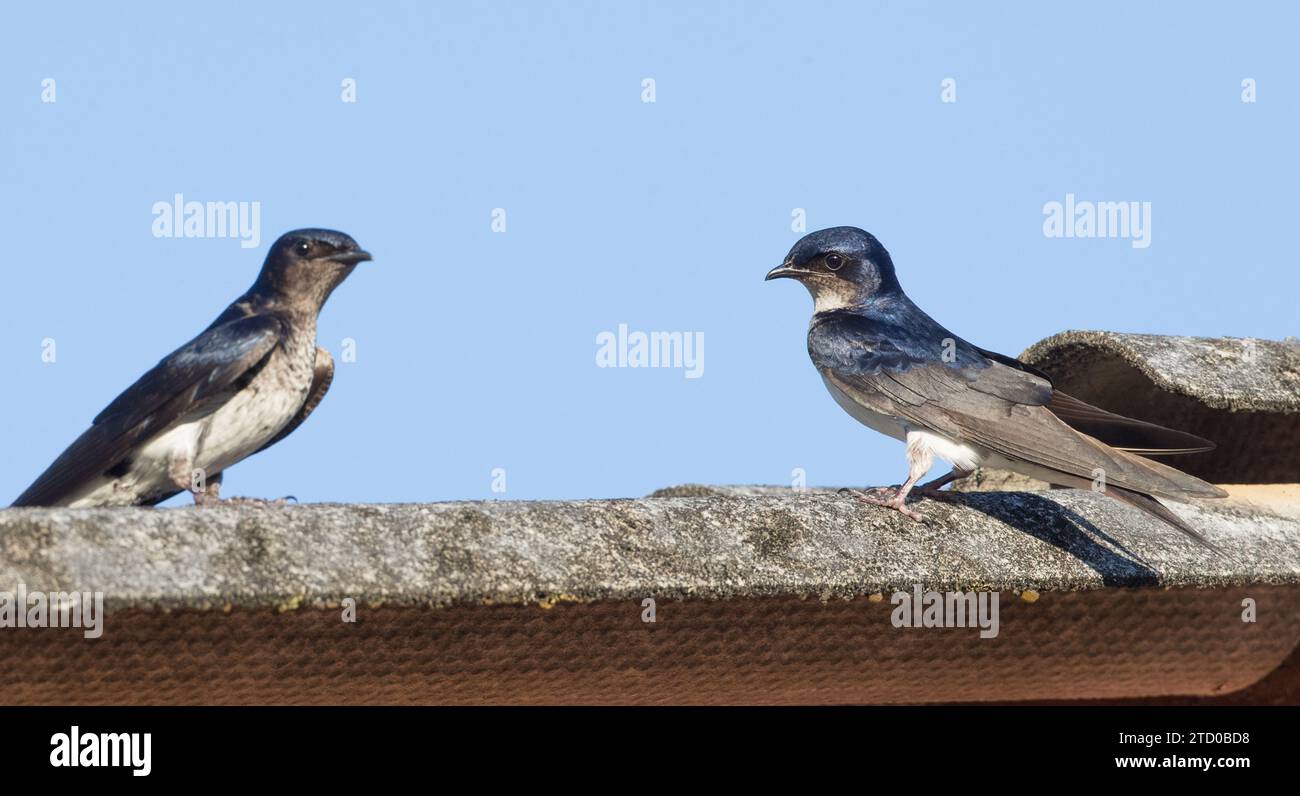 grey-breasted martin (Progne chalybea), two adult birds perching on a ...