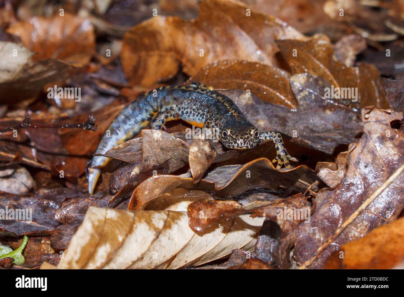 alpine newt (Triturus alpestris, Ichthyosaura alpestris, Mesotriton ...