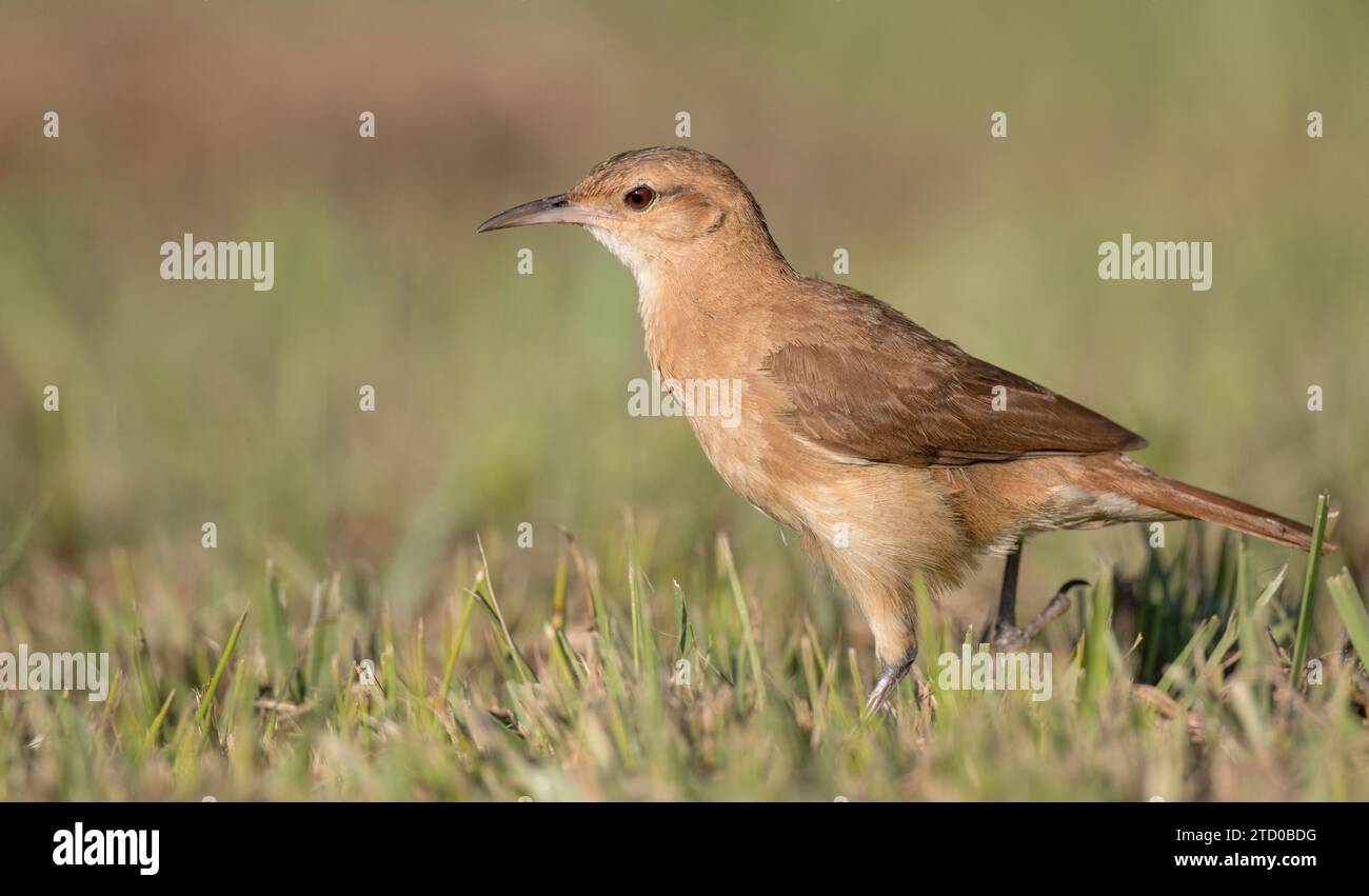 rufous hornero (Furnarius rufus), sitting in a meadow, Brazil Stock ...