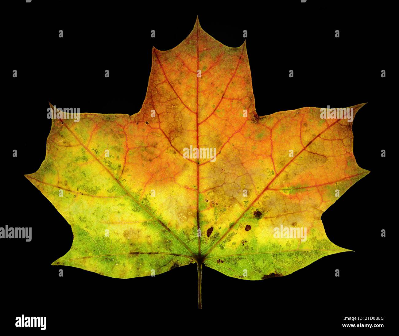 European plane, maple-leaved plane, London plane, London planetree ...