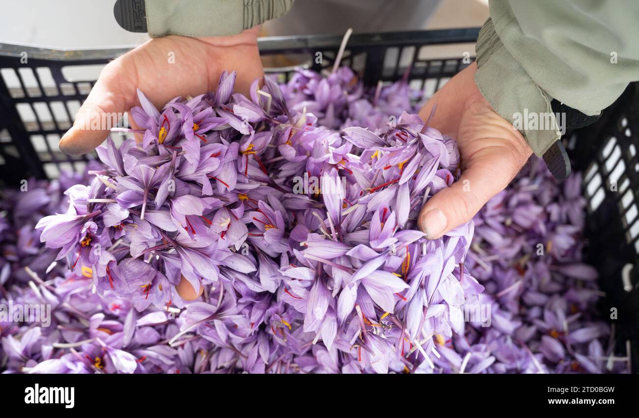 A farmer's hands sift through a crate full of freshly harvested saffron ...