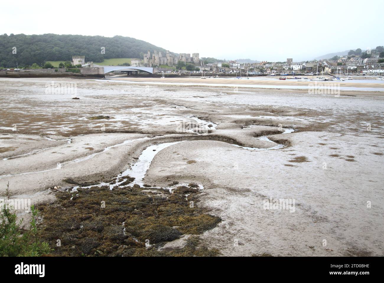 View across River Conwy from Deganwy, towards Conwy Castle, Gwynedd ...
