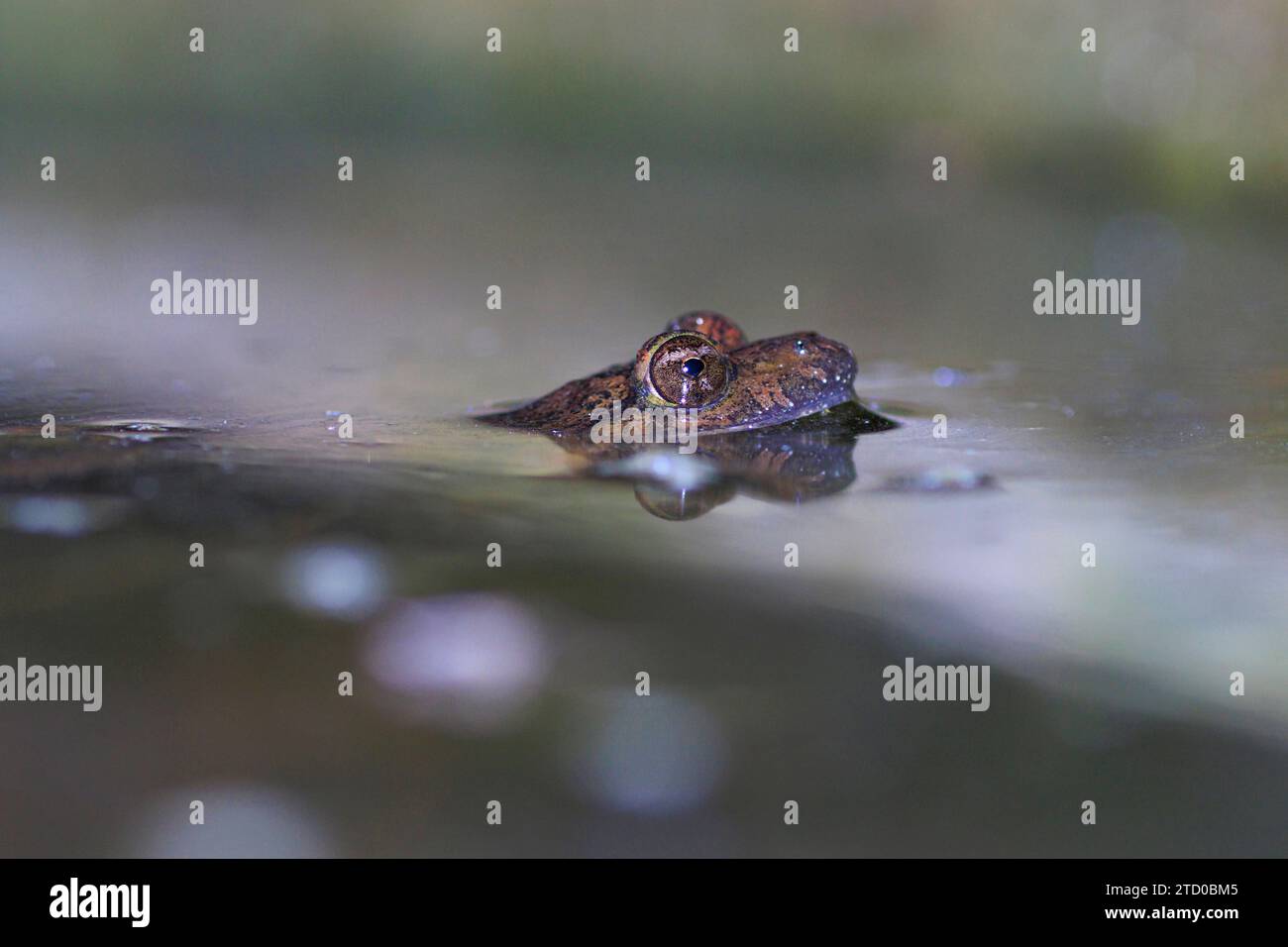 Tyrrhenian painted frog (Discoglossus sardus), at water surface, France ...