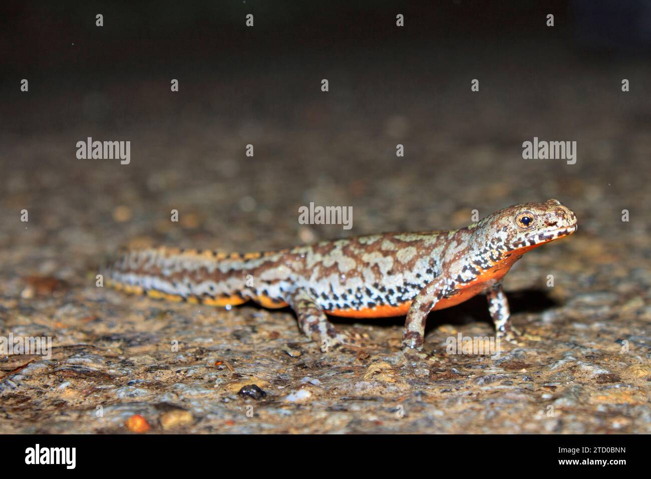 alpine newt (Triturus alpestris, Ichthyosaura alpestris, Mesotriton ...
