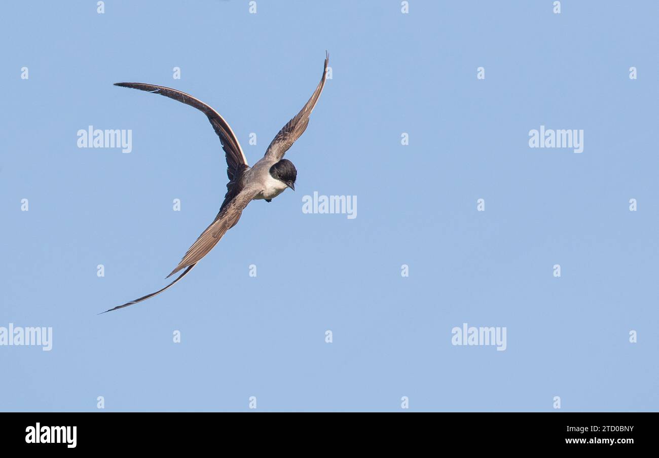 fork-tailed kingbird (Tyrannus savana), in flight and catching flies ...