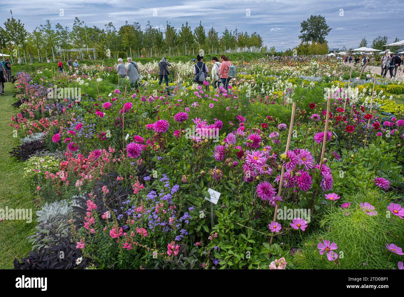 georgina (Dahlia spec.), visitors at a field with georginas, Germany ...