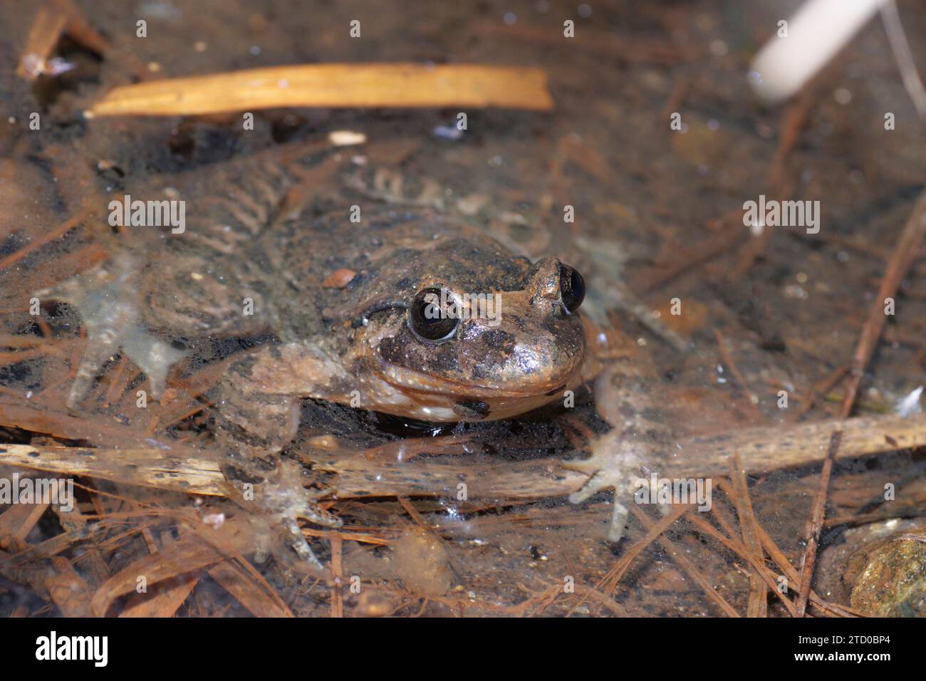Tyrrhenian painted frog (Discoglossus sardus), in shallow water, front ...