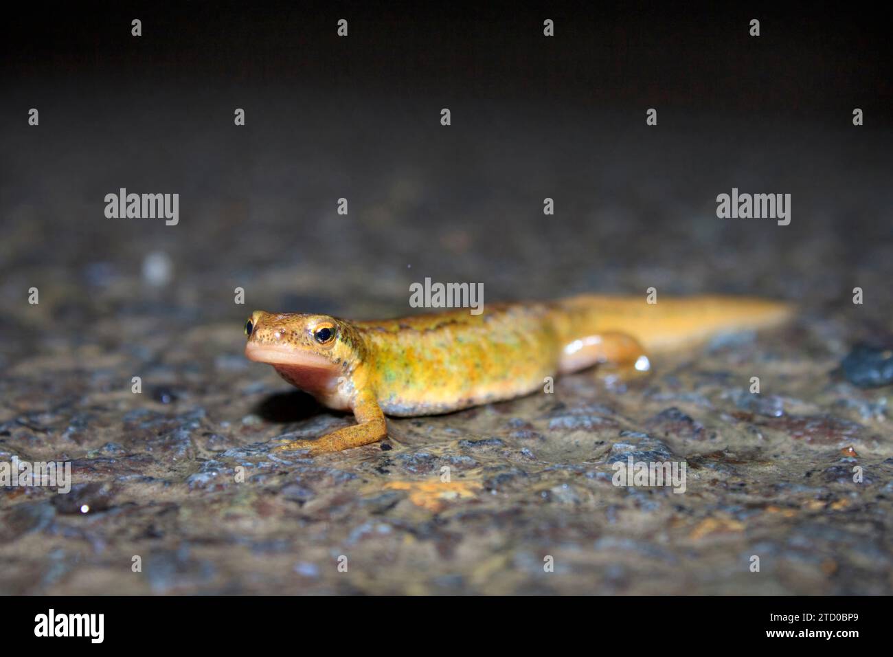 Palmate newt (Triturus helveticus, Lissotriton helveticus), front view ...