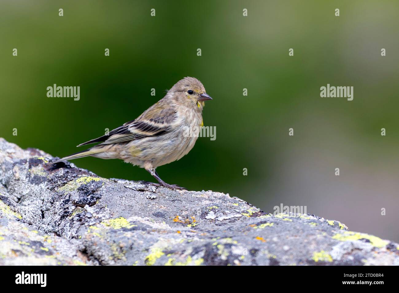 Alpine citril finches hi-res stock photography and images - Alamy