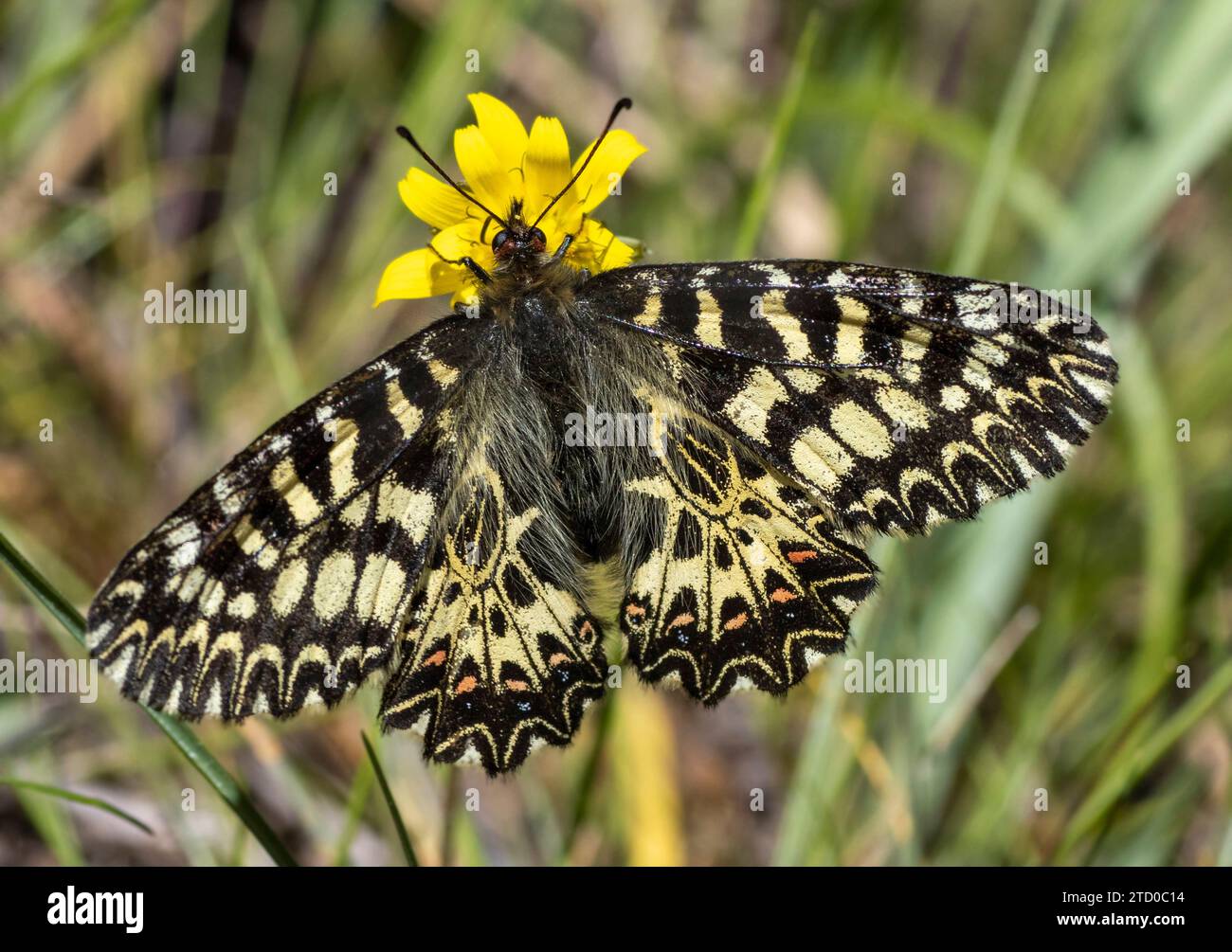 Southern festoon (Zerynthia polyxena), sitting on a flower, France ...