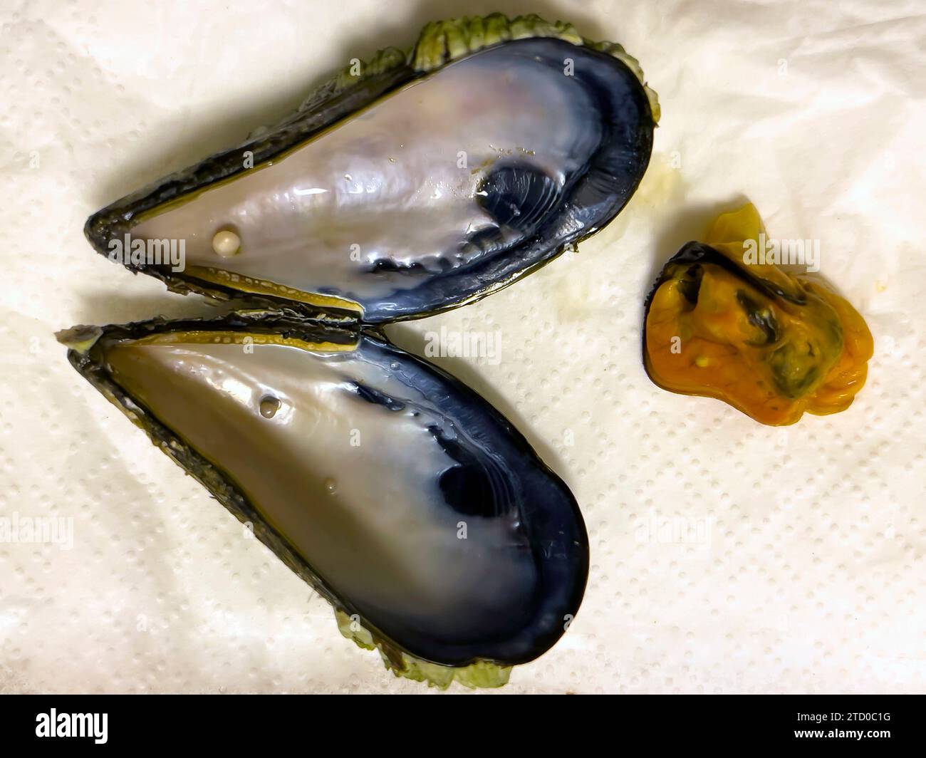 blue mussel, bay mussel, common mussel, common blue mussel (Mytilus ...