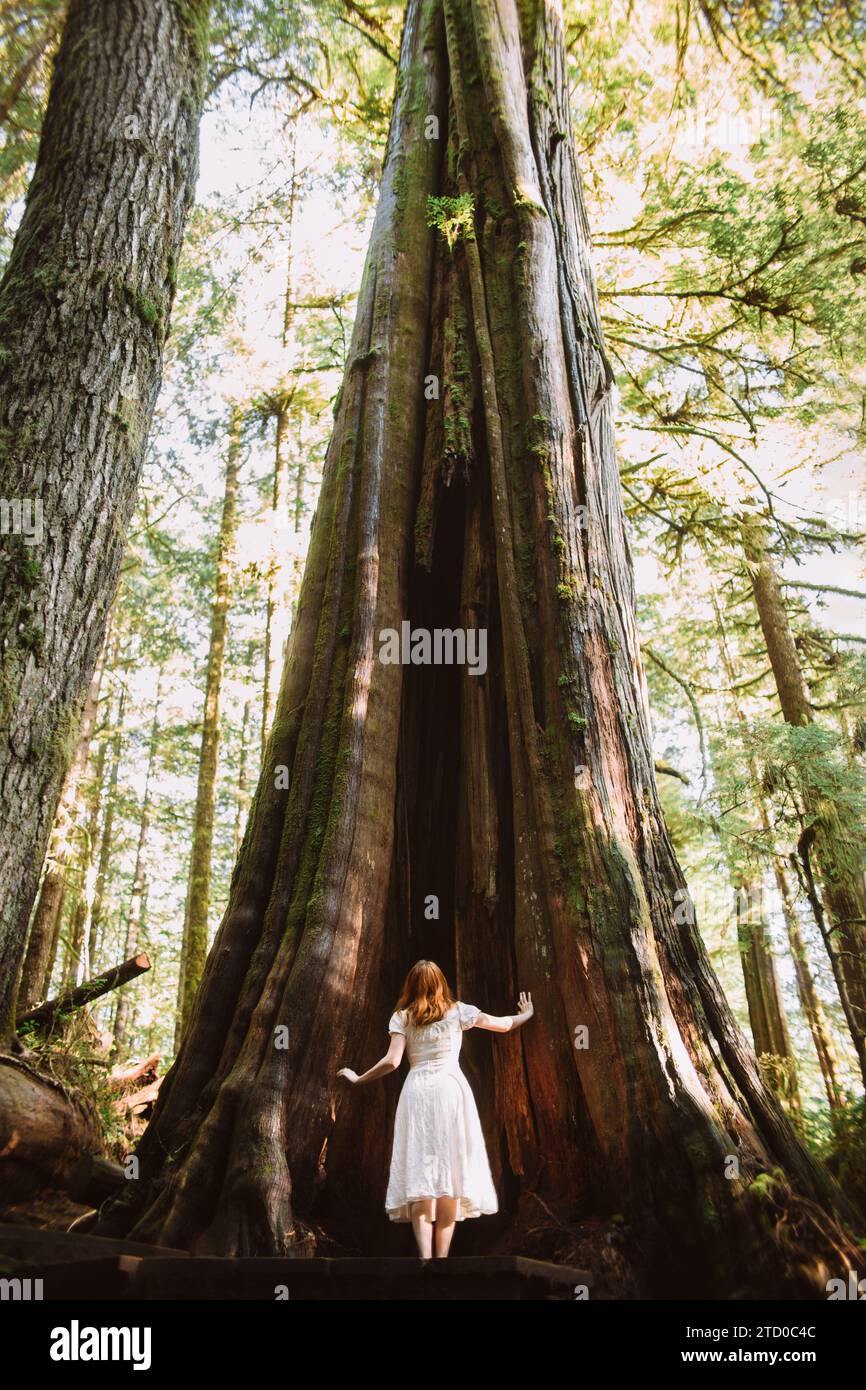 Sun dappled forests hi-res stock photography and images - Alamy
