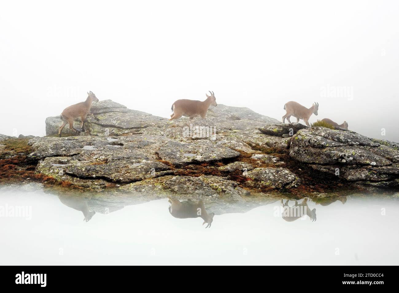 Mountain goat and Iberian ibex navigate rocky terrain in a foggy ...