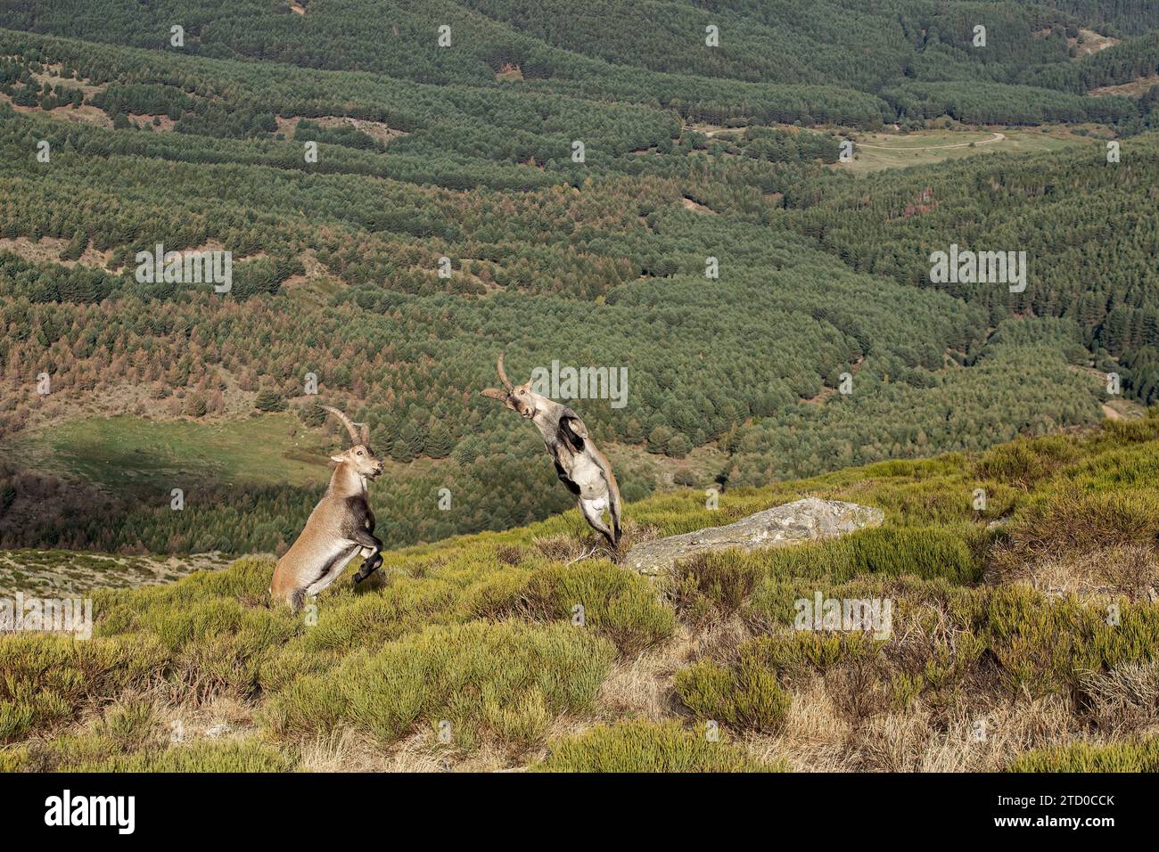 A mountain goat and an Iberian ibex stand on rugged terrain with a ...