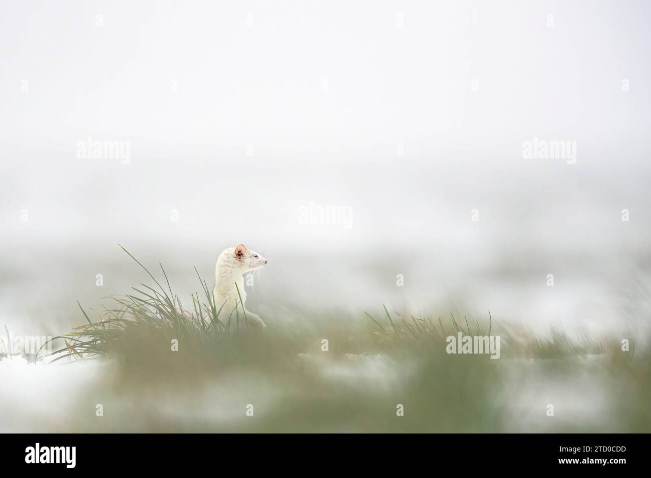 A stoic Ermine peeks out from alpine grass against a foggy background ...