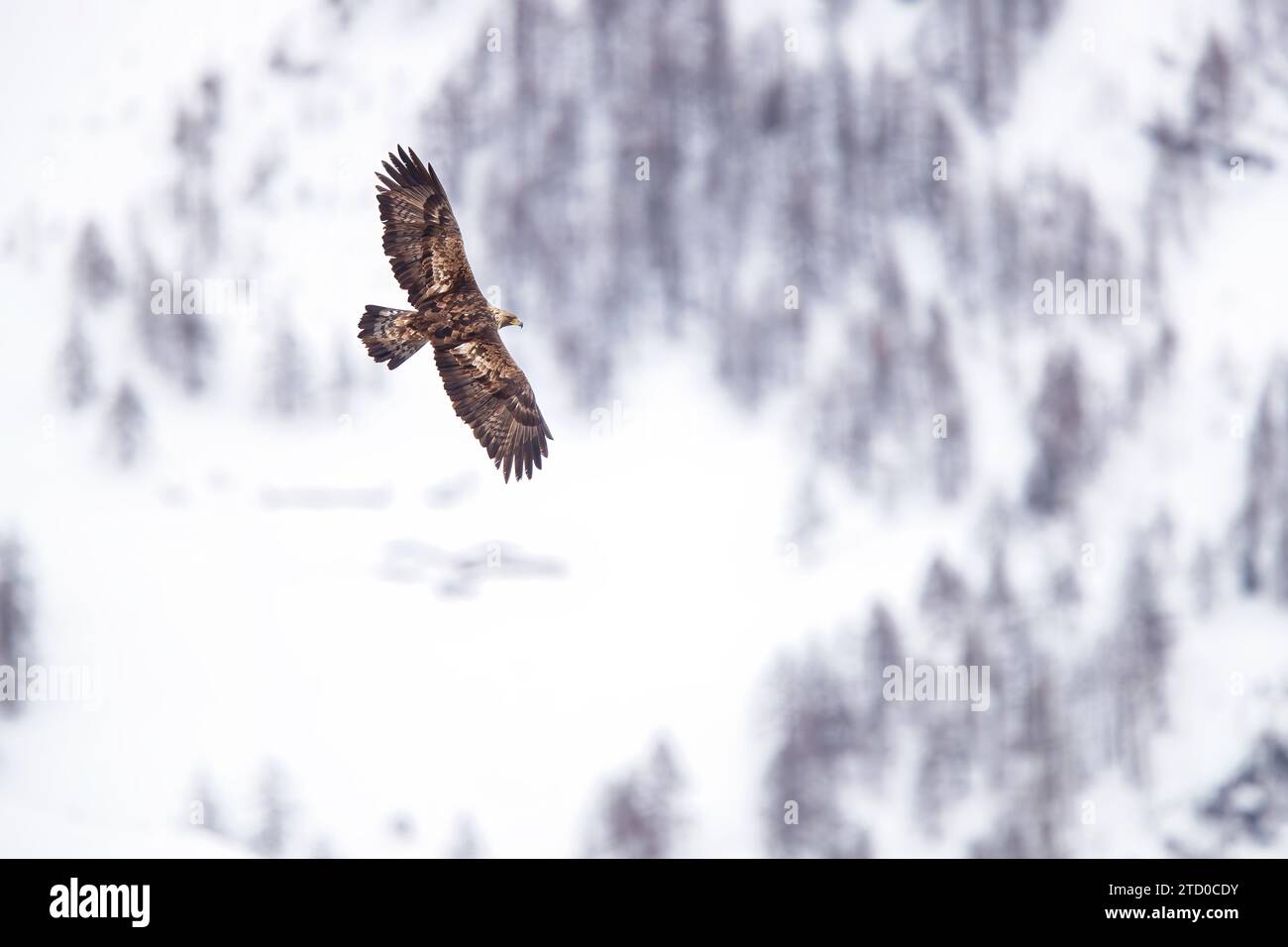 Golden Eagle glides effortlessly against a backdrop of the snow-covered ...