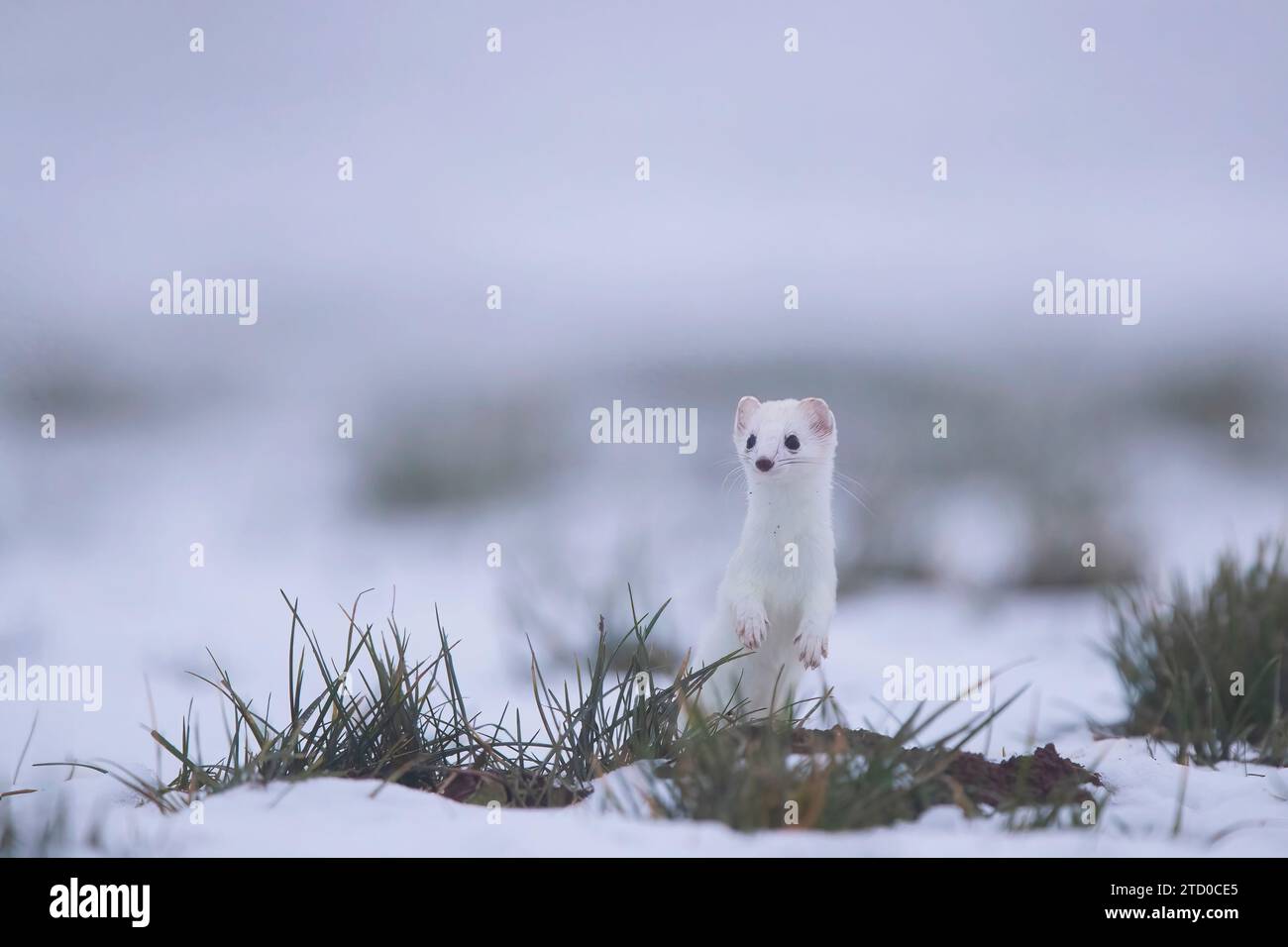 A white Ermine stands alert amidst the snowy landscape of the Swiss ...