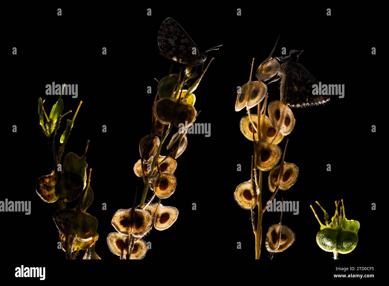 Two butterflies perch delicately on slender stems of seed pods, their ...
