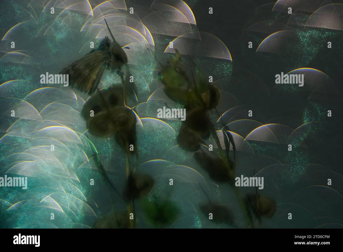 An ethereal underwater view featuring fish with translucent fins ...