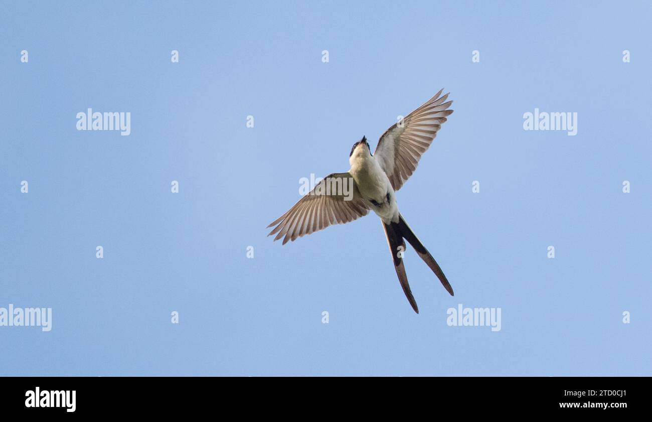 fork-tailed kingbird (Tyrannus savana), in flight and catching flies ...