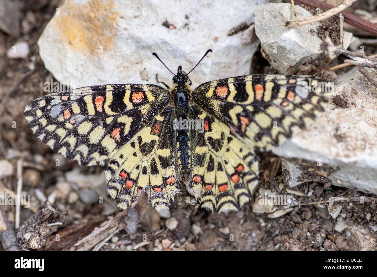 Spanish Festoon, Southern festoon (Zerynthia rumina), sitting on the ...