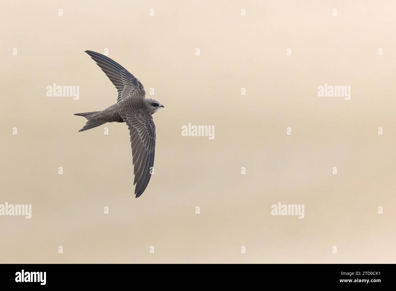 First flight fledgling bird hi-res stock photography and images - Alamy