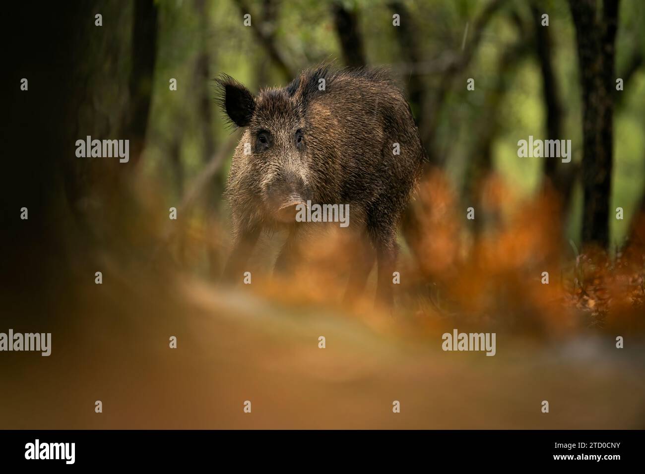 A cautious wild boar emerges amongst the autumn leaves in a serene oak ...