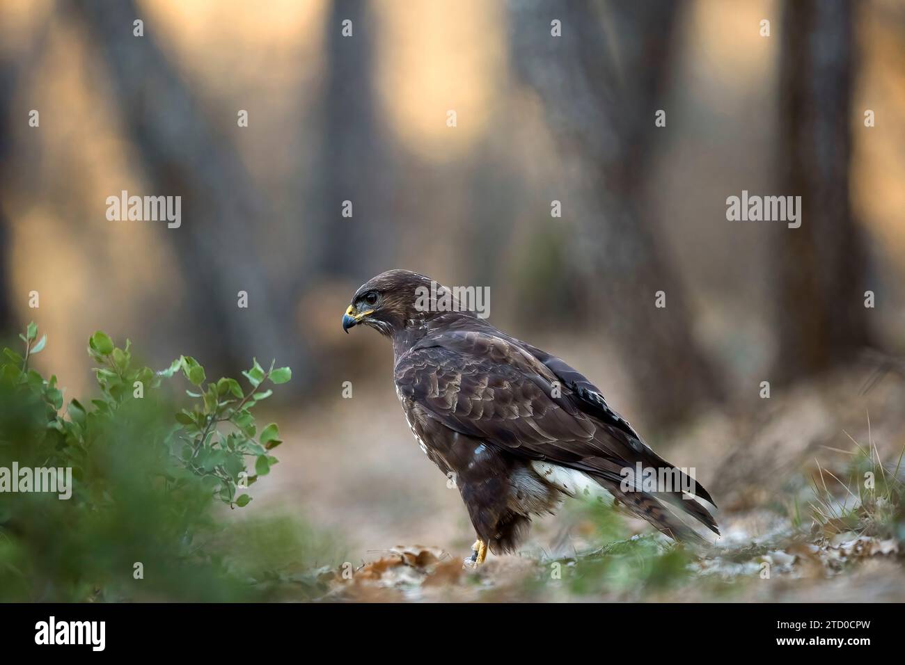 An eagle stands alert amidst the serene backdrop of a Mediterranean ...