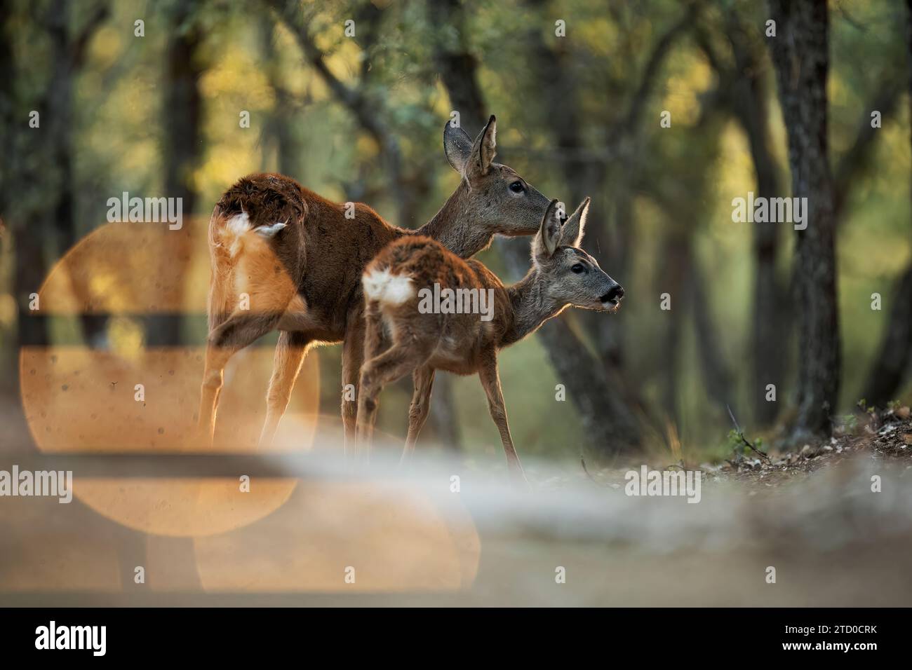 A pair of roe deer stand alert among the trees, with warm sunlight filtering through the foliage ...