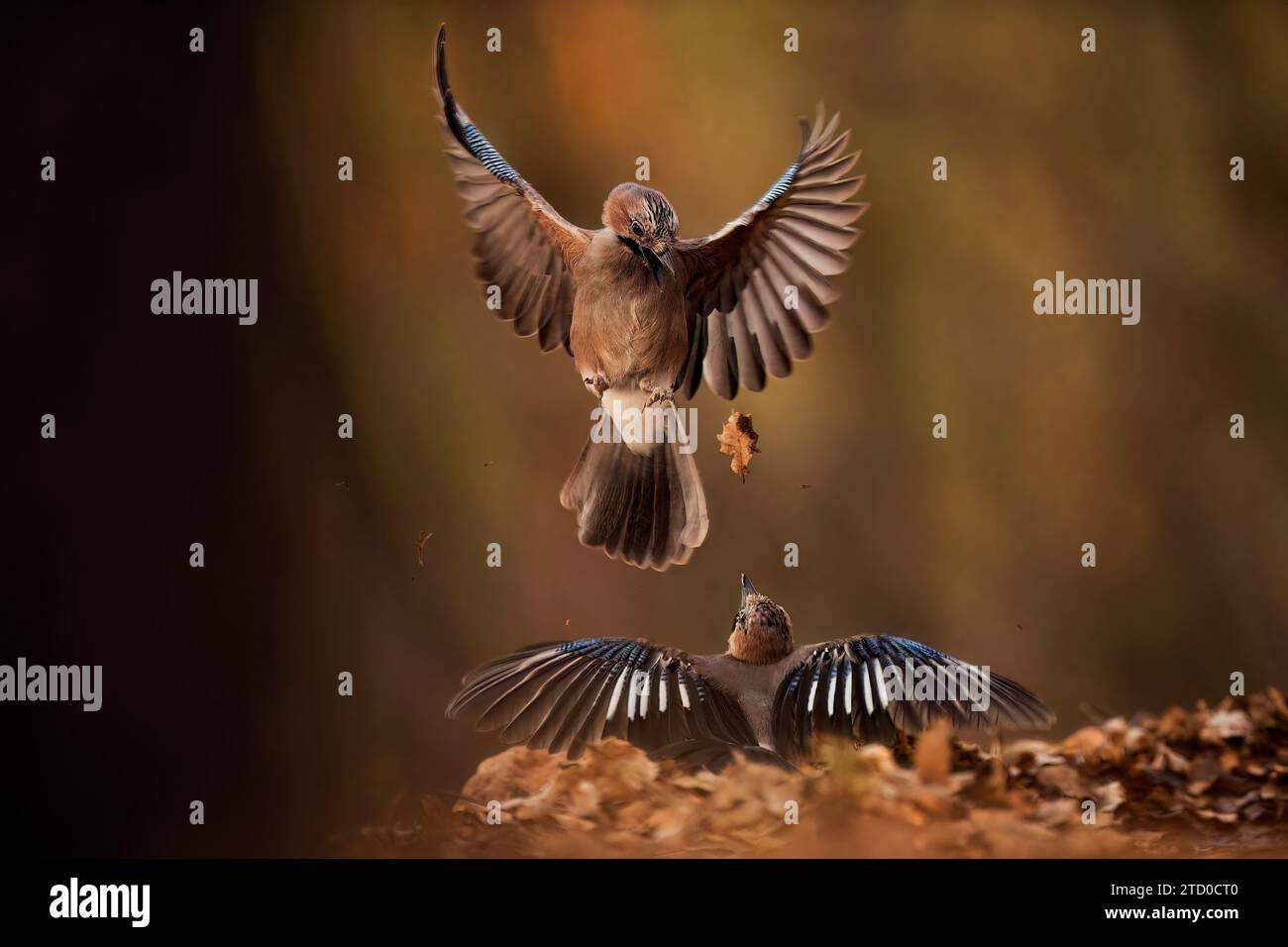 Two Eurasian jay birds engage in a captivating display, one in mid ...