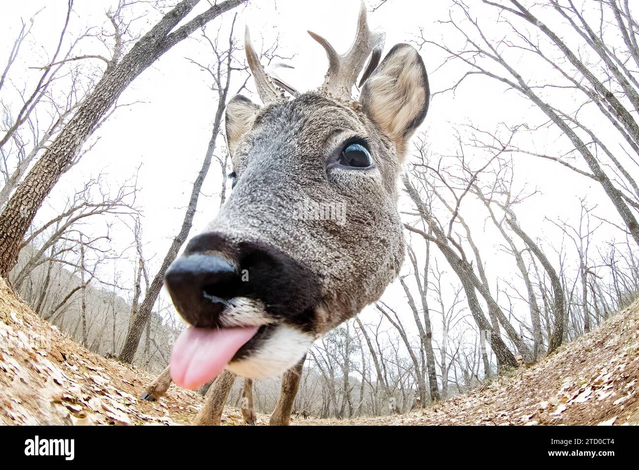 A playful Roe deer captured up-close with its tongue out, amidst a ...