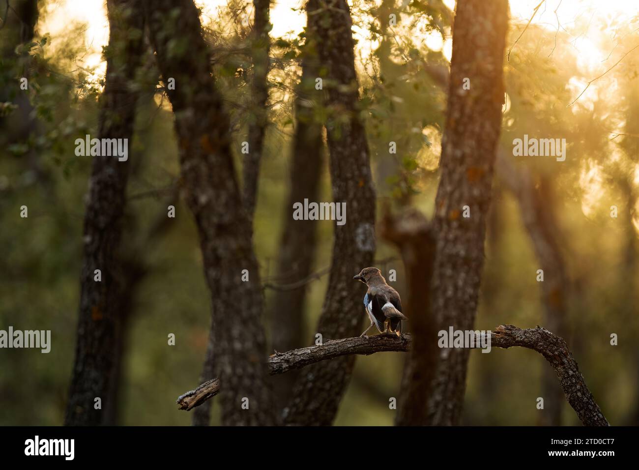 Avian beauty in tree canopy hi-res stock photography and images - Alamy
