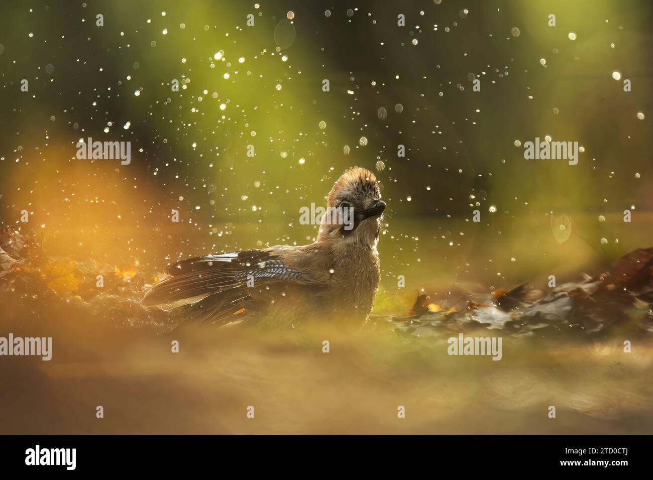 A solitary bird bathes in a mystical setting, surrounded by shimmering ...