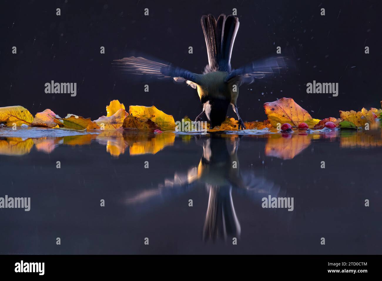 A Titmouse bird flaps its wings while taking off from a serene water ...