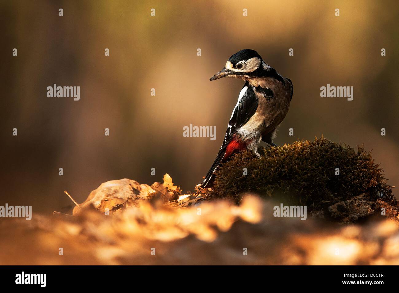 A great spotted woodpecker perches on a mossy patch in a sunlit forest ...