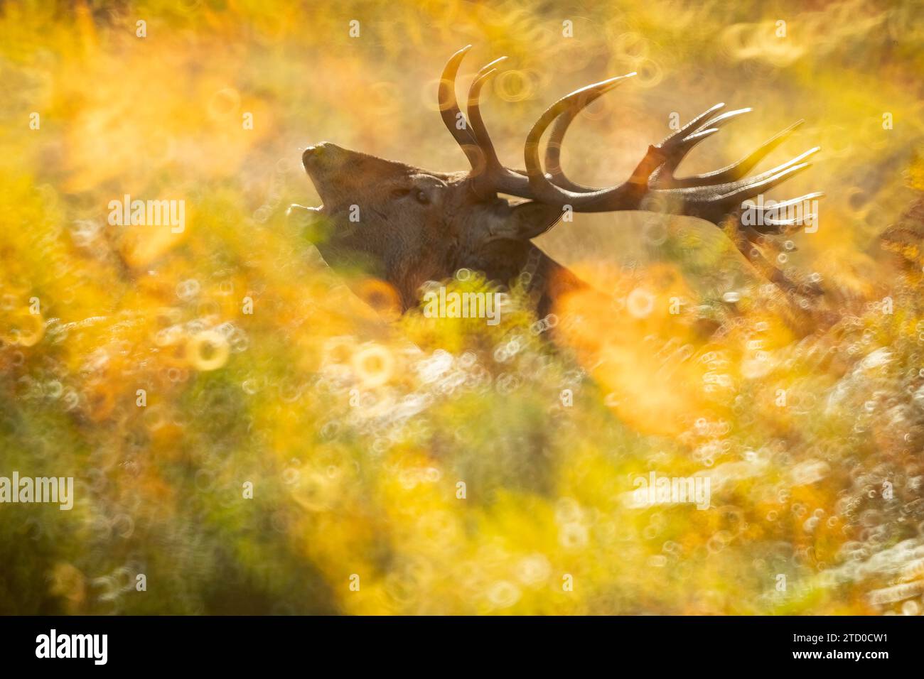 Ethereal capture of a red deer stag amid the golden hues of the UK's ...