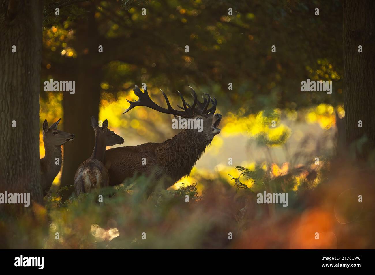 Majestic European red deer stag roaring beside hinds in a misty UK ...